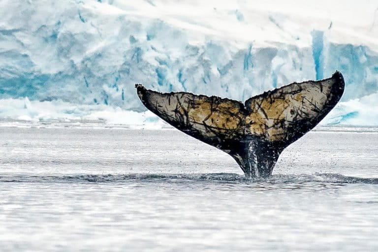 Protect Antarctic krill to preserve the health of Africa’s coastal ...