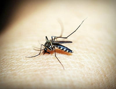 Scientists find malaria parasite exploits host blood cells to resist ...