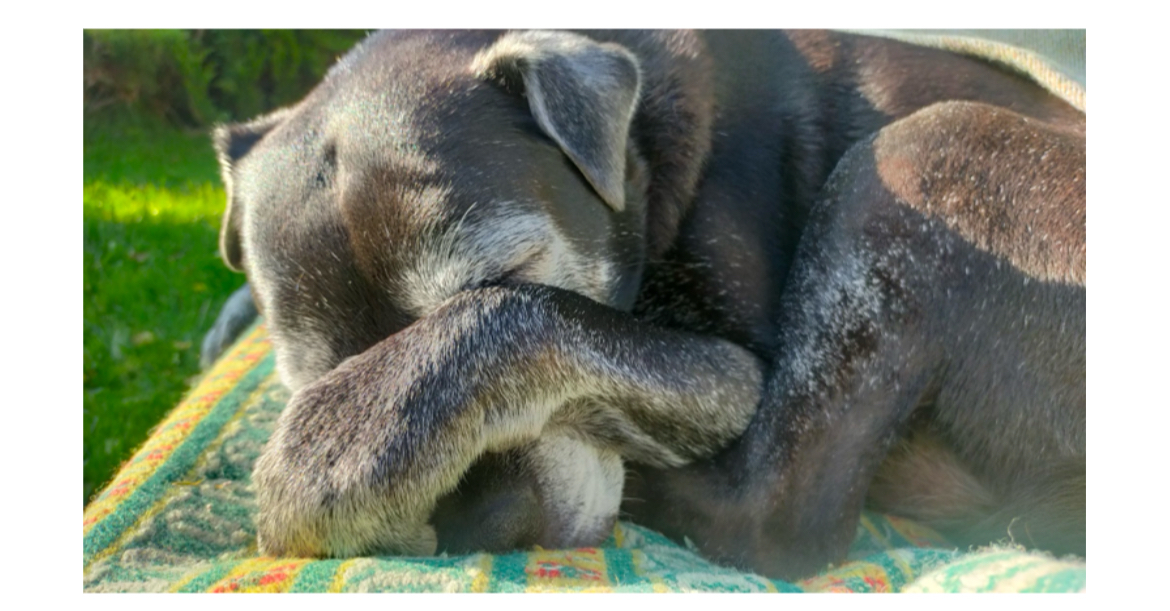 What senior dog owners need to know about pet incontinence