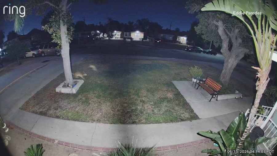 Video: Mother cat fights off coyote outside of home