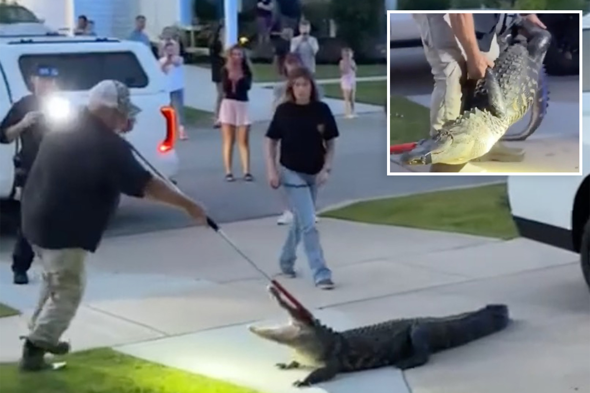 Massive alligator sparks terror as goes for 3-hour stroll