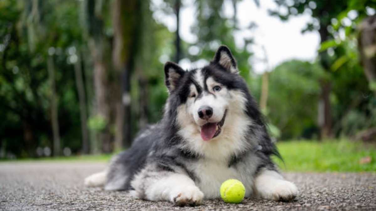 Experts say these 6 dog breeds can be more challenging than most owners ...