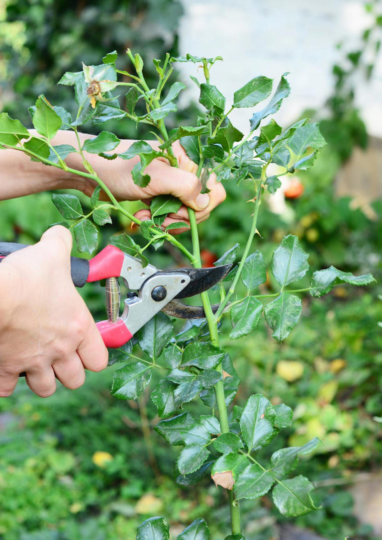 What to do with roses after their first bloom: 3 tasks for repeat ...