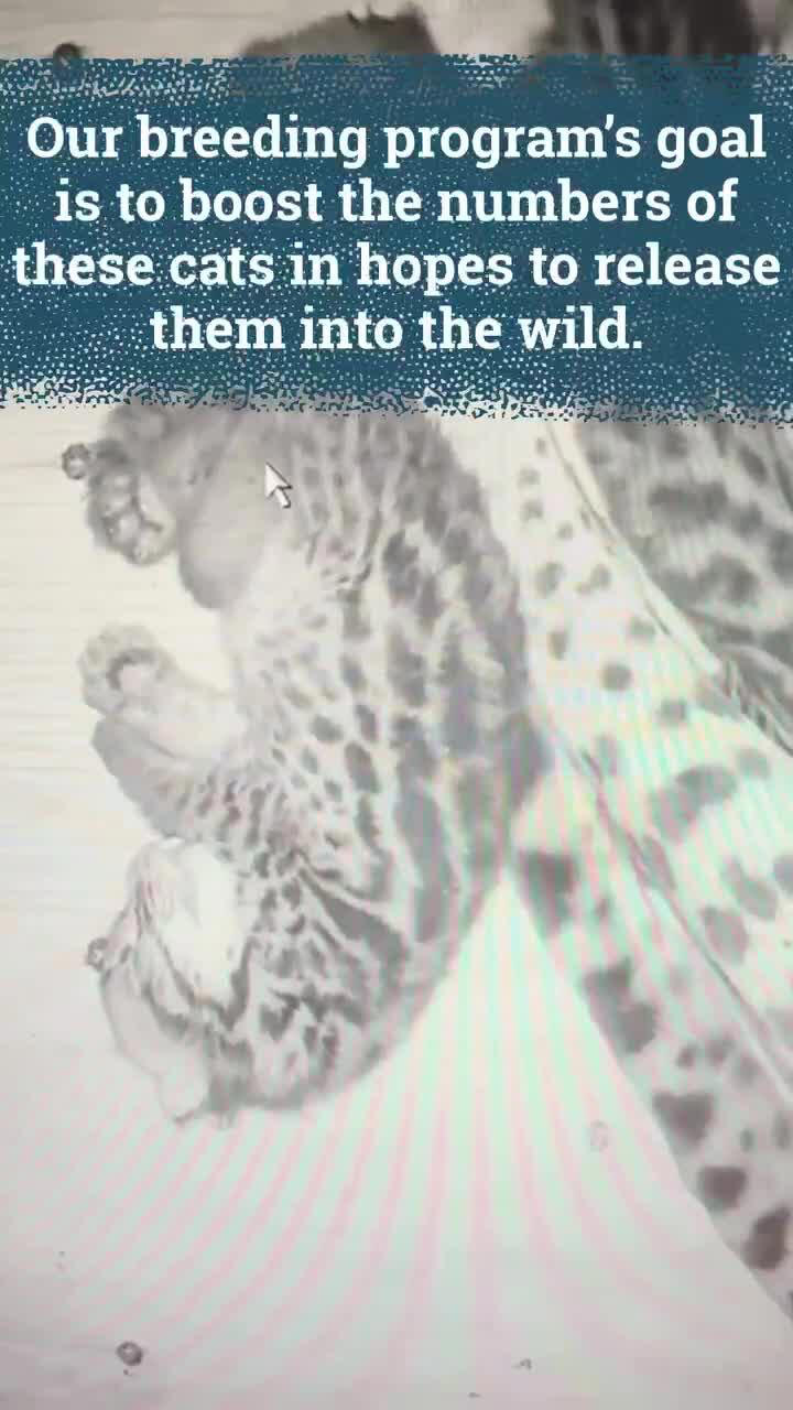 Caldwell Zoo announces birth of endangered ocelot kittens