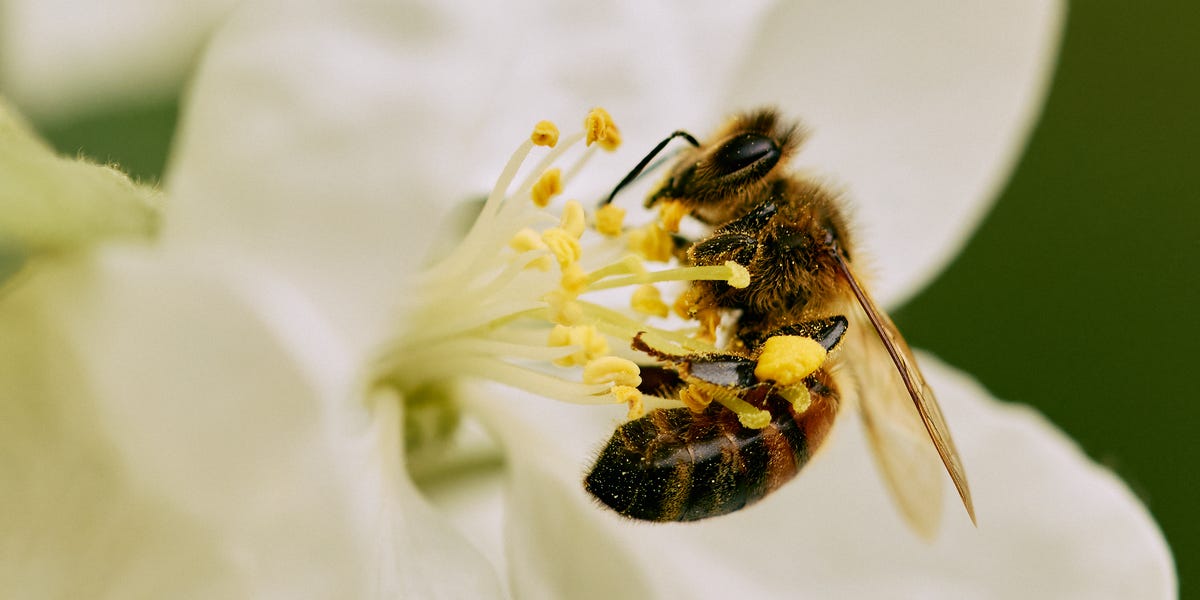 Plant these 10 flowers if you want more bees visiting your garden this ...