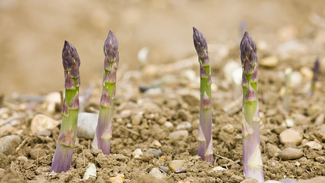 Preventing and managing asparagus growing problems