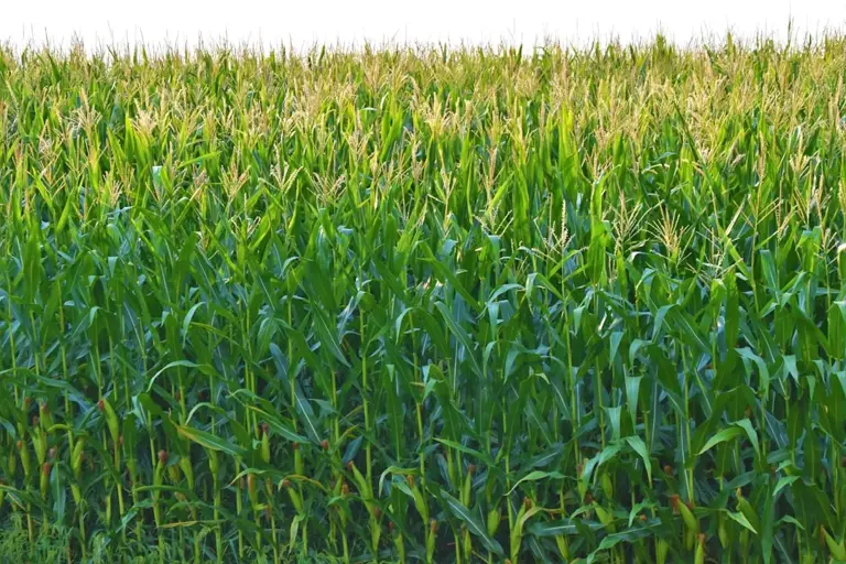 Understanding micronutrients could be your secret to an abundant ...