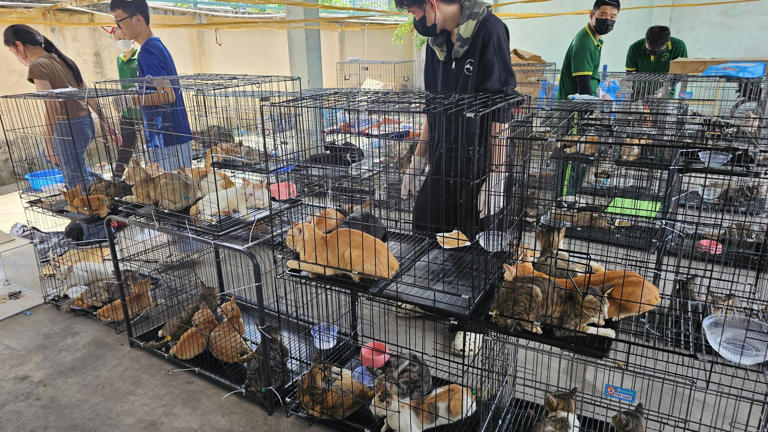 Police rescue more than 400 cats from being eaten in Vietnam in a bust ...