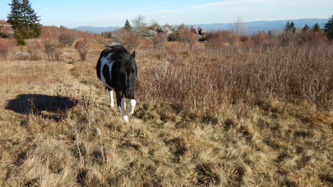 Wild ponies and scenic trails of Grayson Highlands