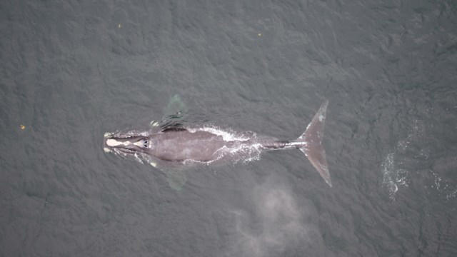 Aerial observers spot a newly entangled North Atlantic right whale ...