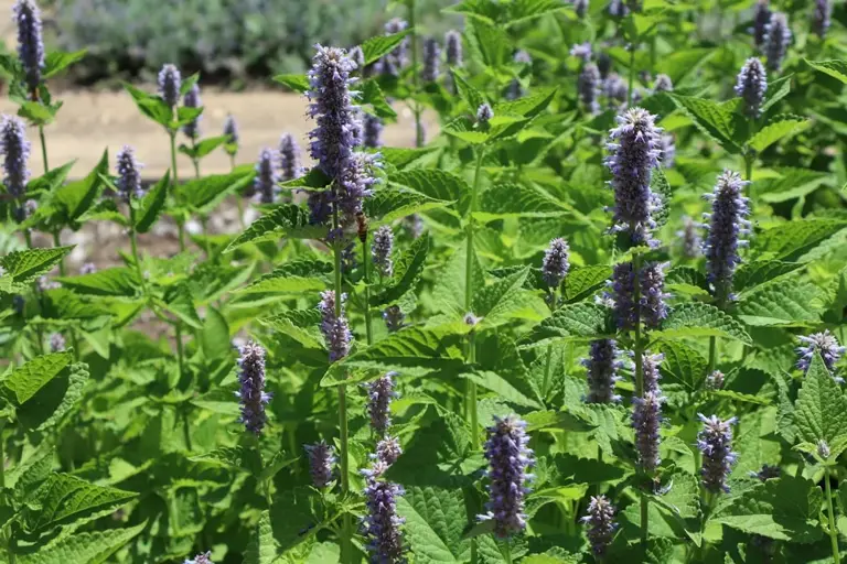9 wildflowers to plant if you want to attract wild bumblebees