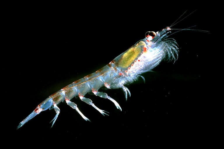Protect Antarctic krill to preserve the health of Africa’s coastal ...