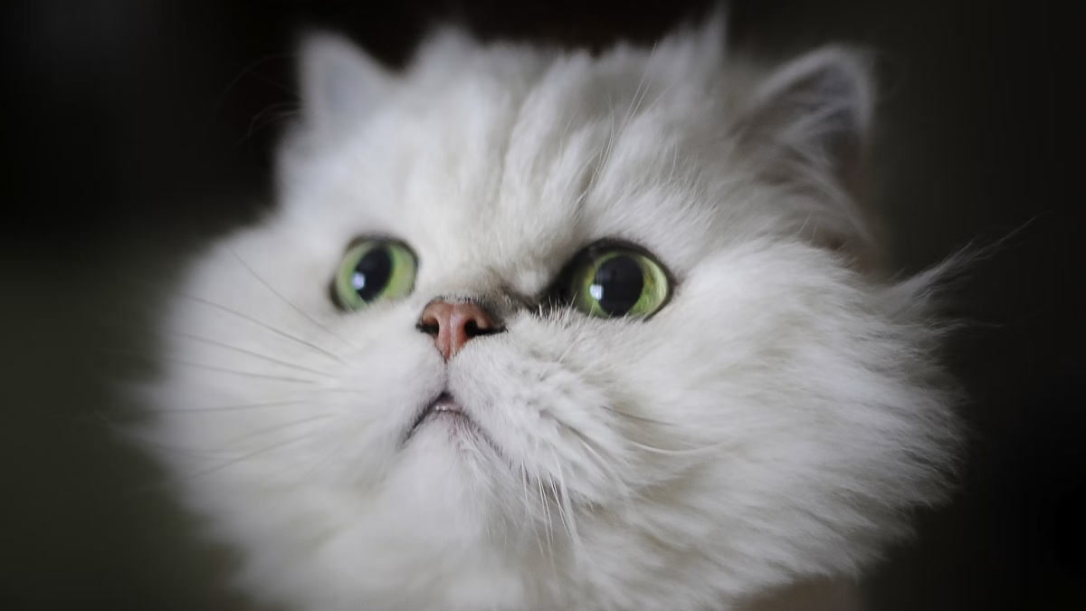 The final act of trust: what many catsdo near the end of life