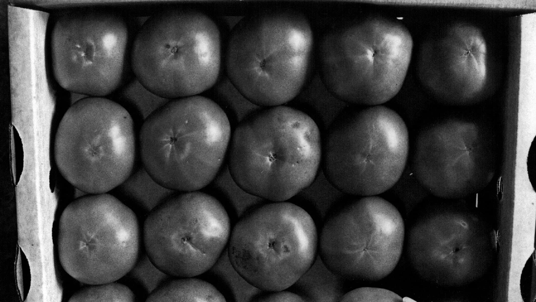 Brandywine tomatoes: history, varieties, and cultivation