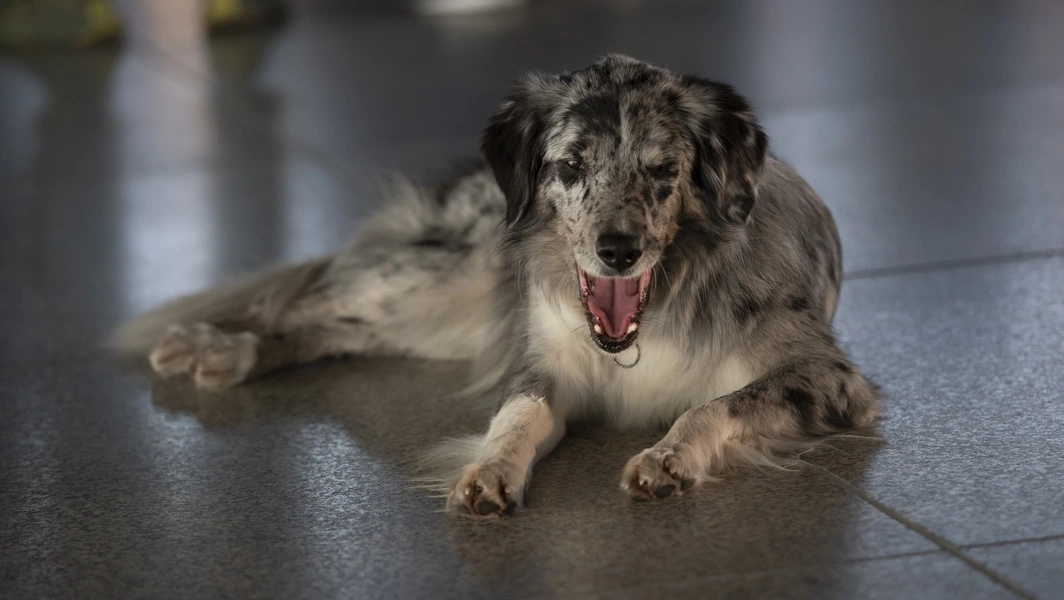Recognizing stress signals in dogs