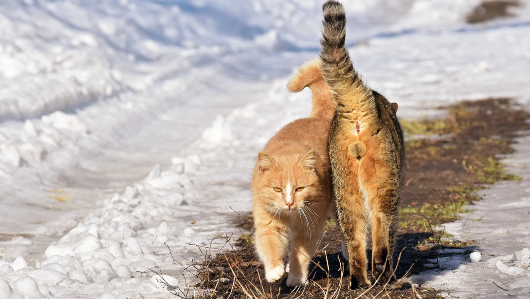 How feral cats survive and thrive in winter