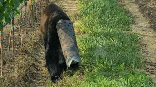 Cyclist crosses the road after chain slips, finds a black bear with a ...