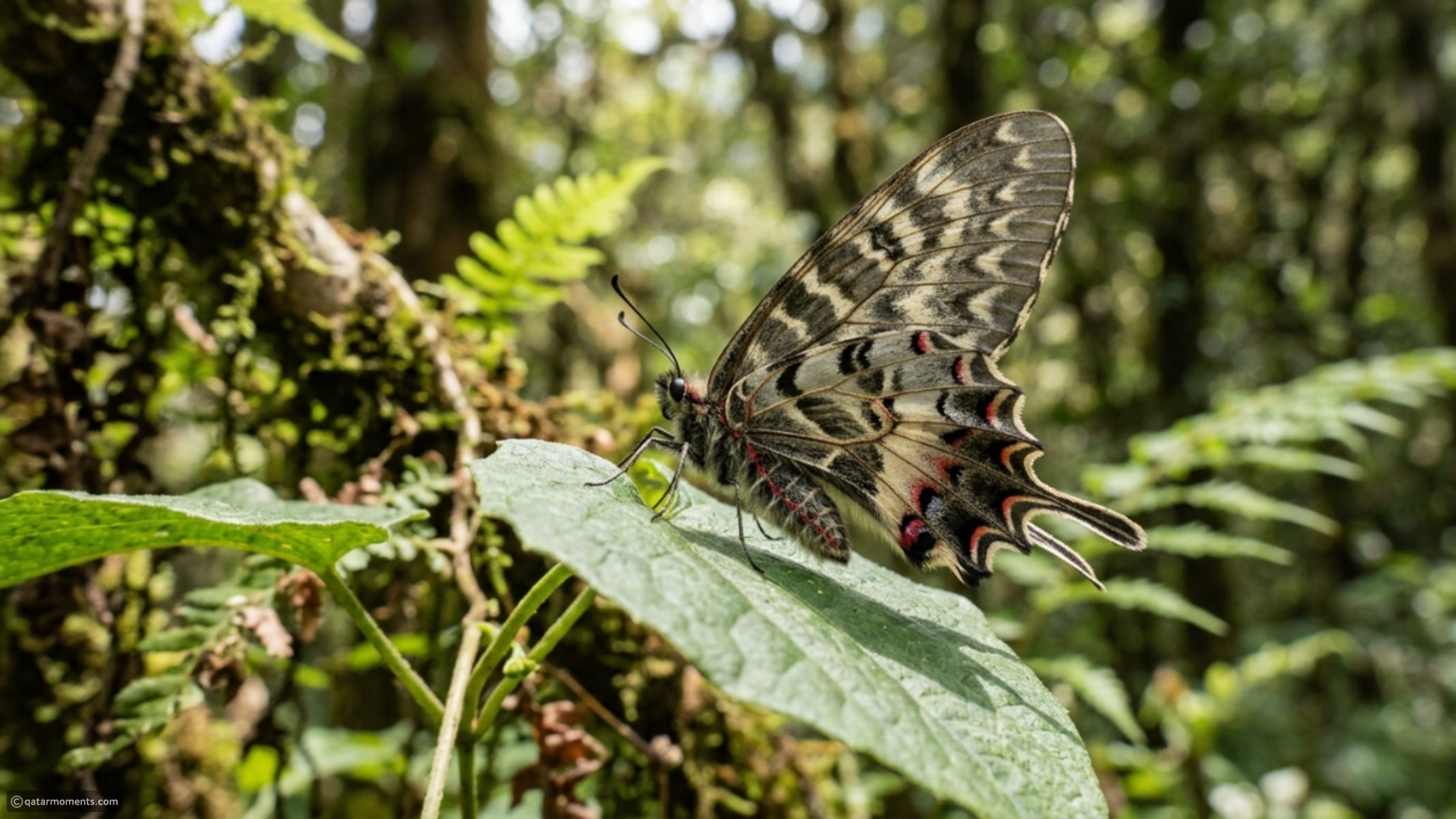12 stunning butterfly species that look almost unreal