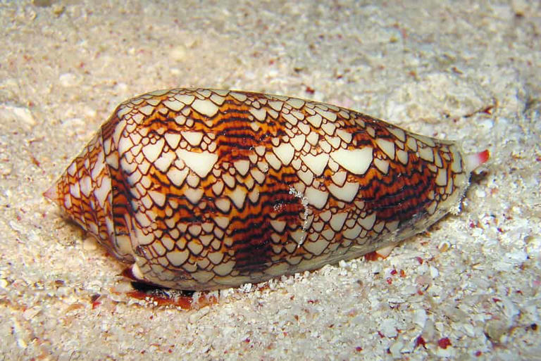 One of the ocean’s deadliest snails gave us a nonaddictive painkiller ...