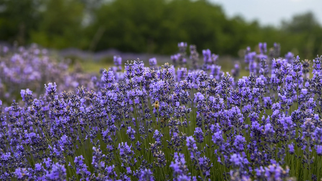 Lavender growing tips for dreamy gardens