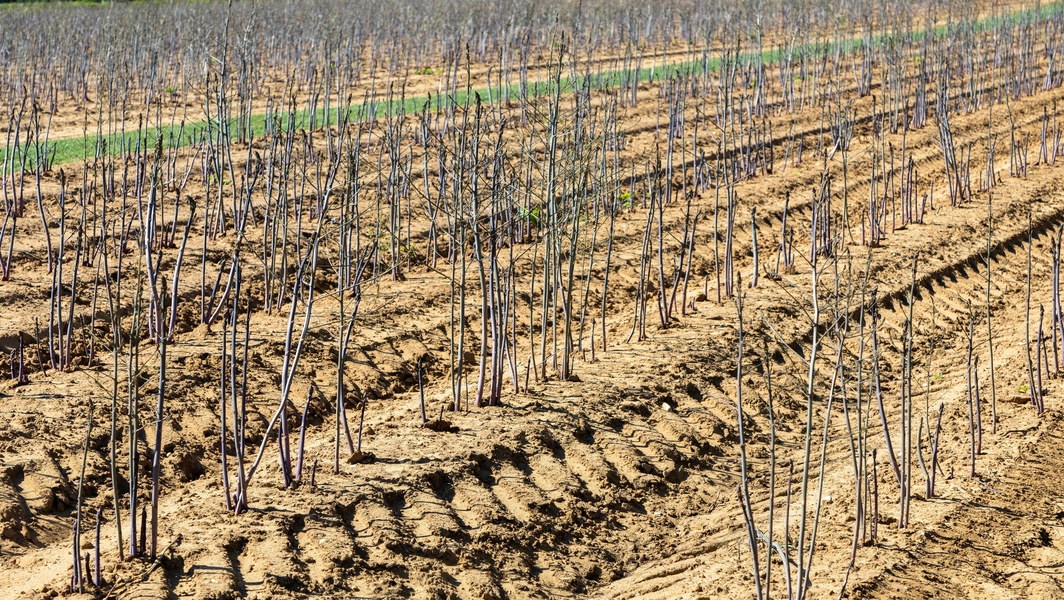 Preventing and managing asparagus growing problems