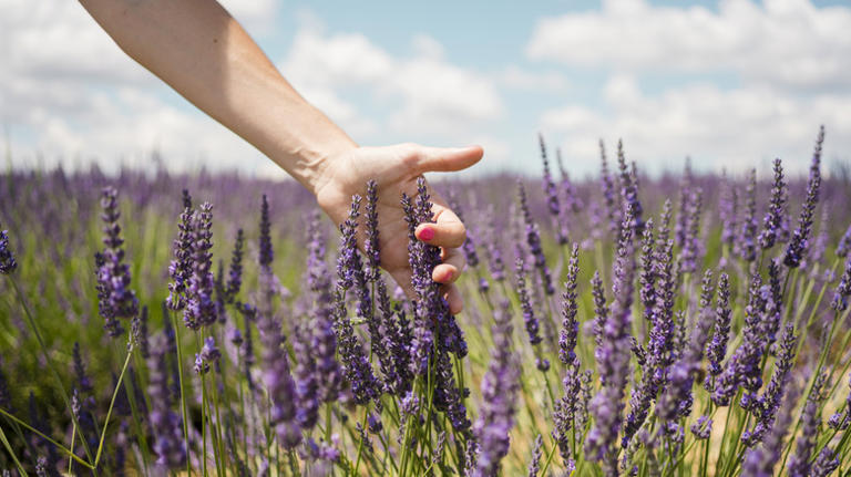 Be wary of one thing when growing lavender in your home or garden if ...