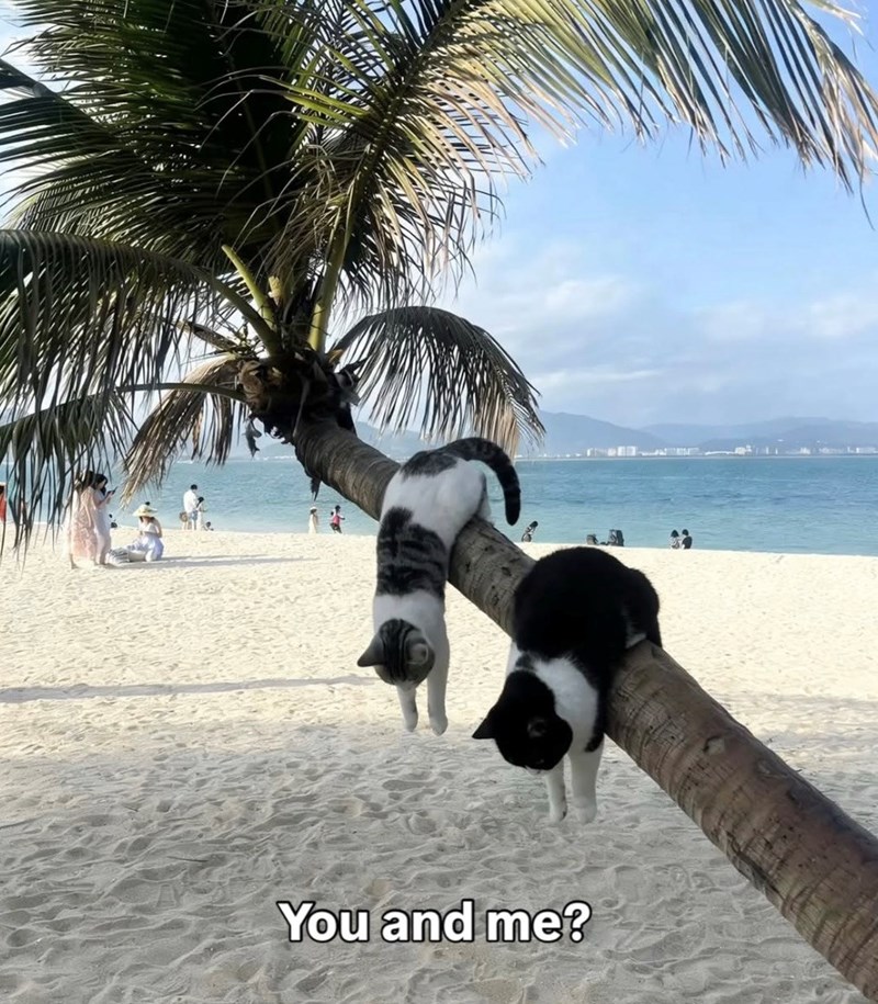 27 pet-friendly vacation memes to take with your fur friend this summer
