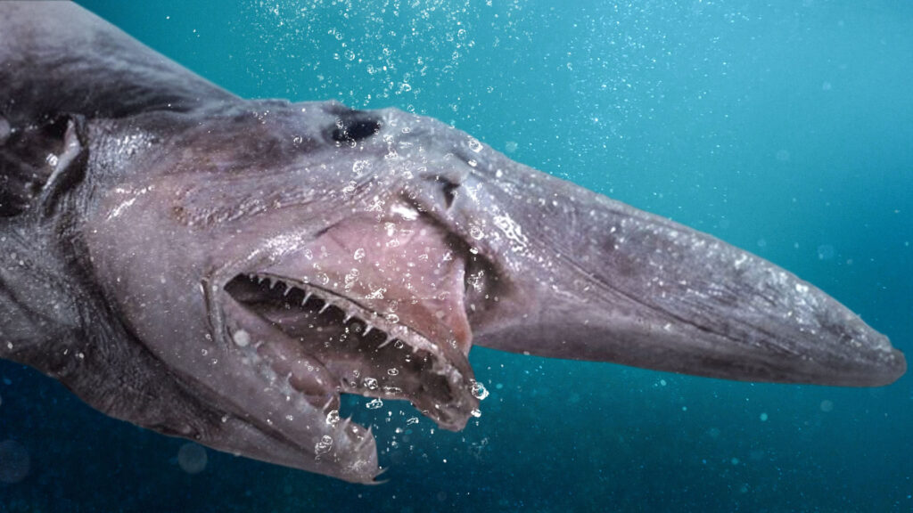 Goblin shark has finally been filmed alive in its natural deep ocean ...