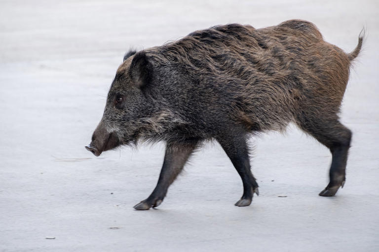 Why feral hog hunting is expanding into states that have never had to ...