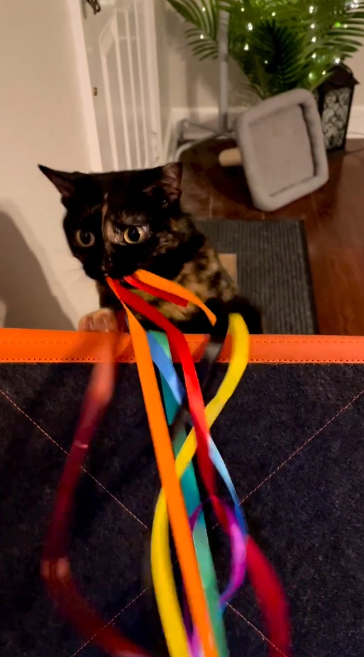 This is what playtime looks like with truffles