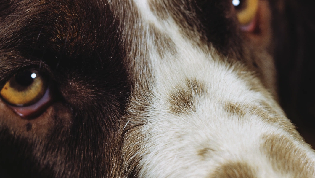 Recognizing stress signals in dogs
