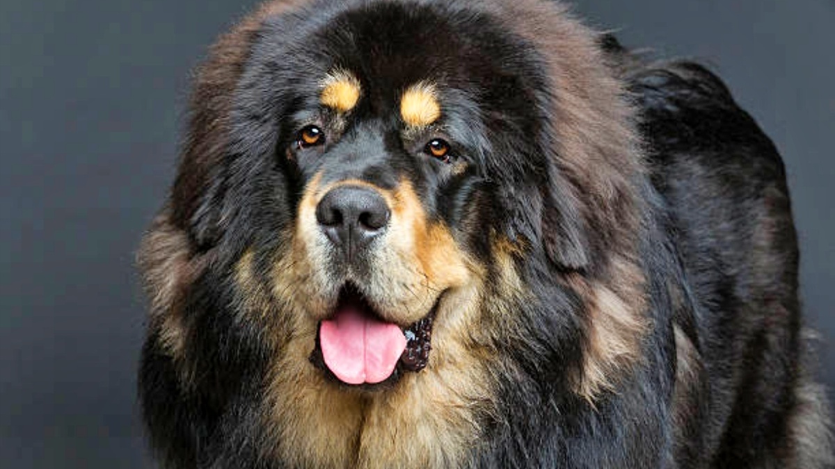 These 12 protective dog breeds are known for watching over children