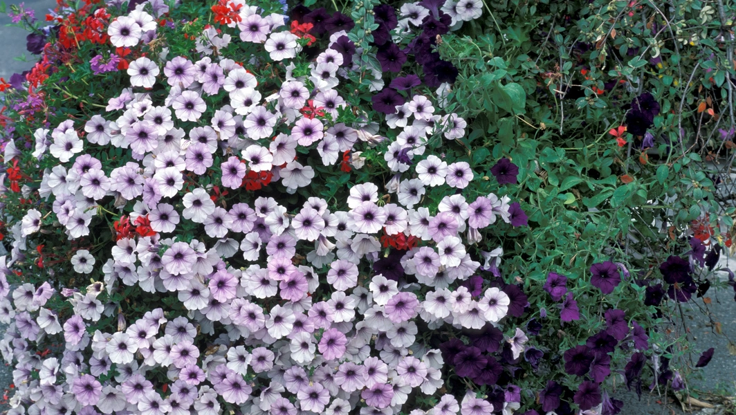 Petunia magic for dreamy summer gardens