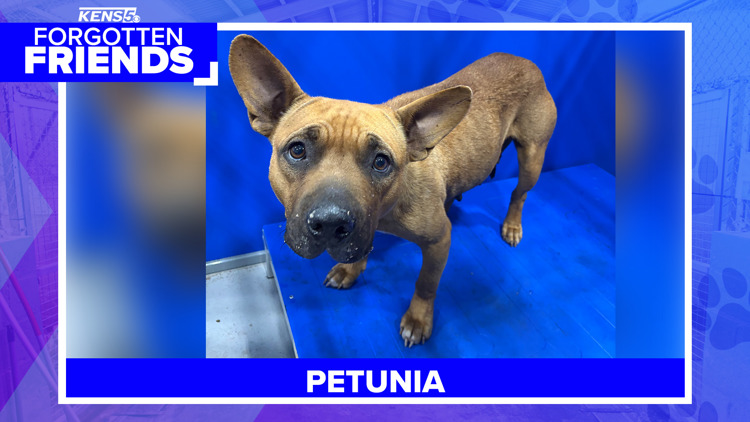 Petunia is ready for a fresh start after saving her puppies | Forgotten ...