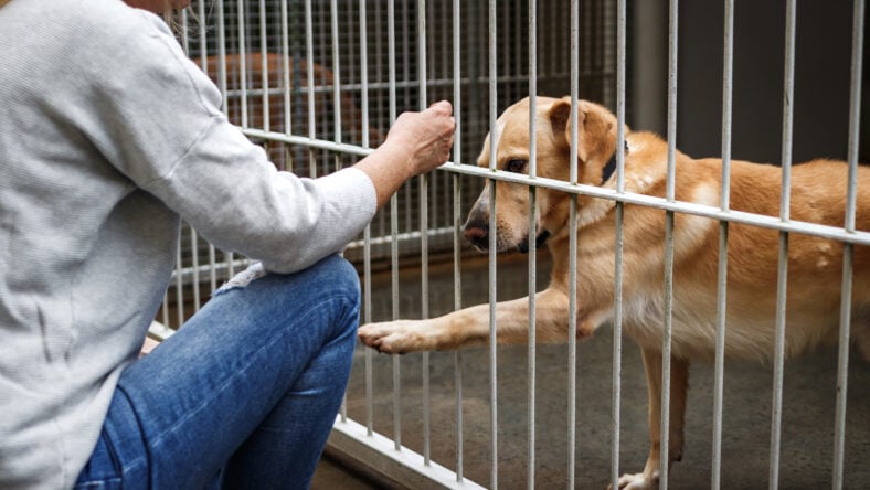 She drove 8 hours to get her dog after her ex dumped him at the shelter ...