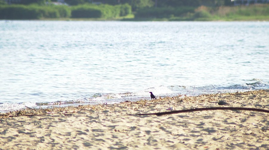 Police ID boy in Conimicut Point beach drowning