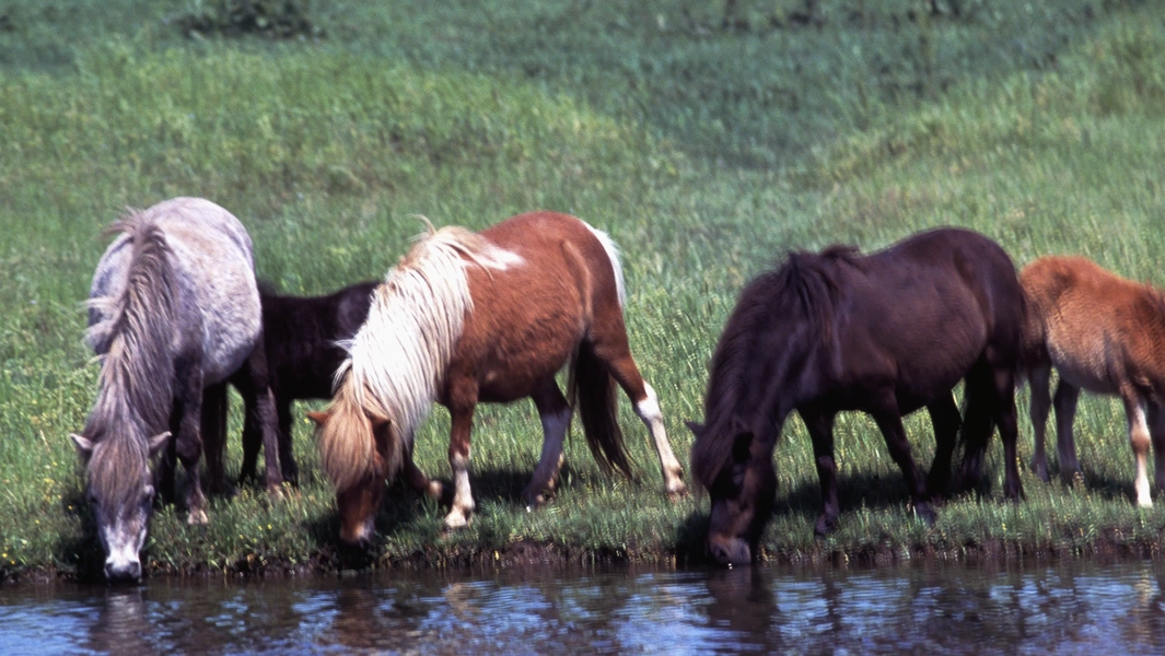 Wild ponies and scenic trails of Grayson Highlands