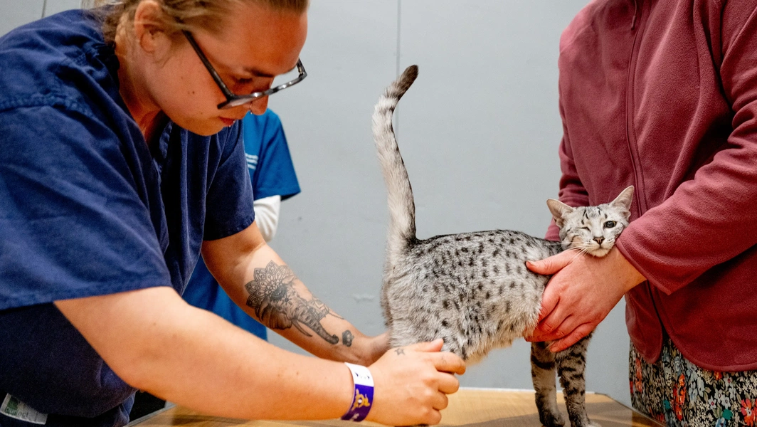 Why cats lift their hindquarters
