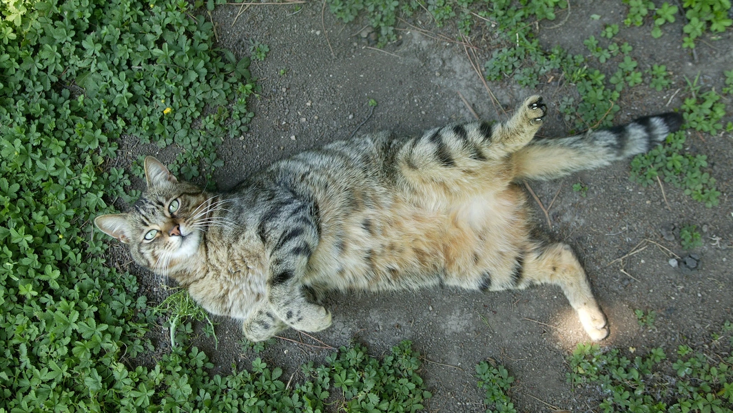 Why cats lift their hindquarters