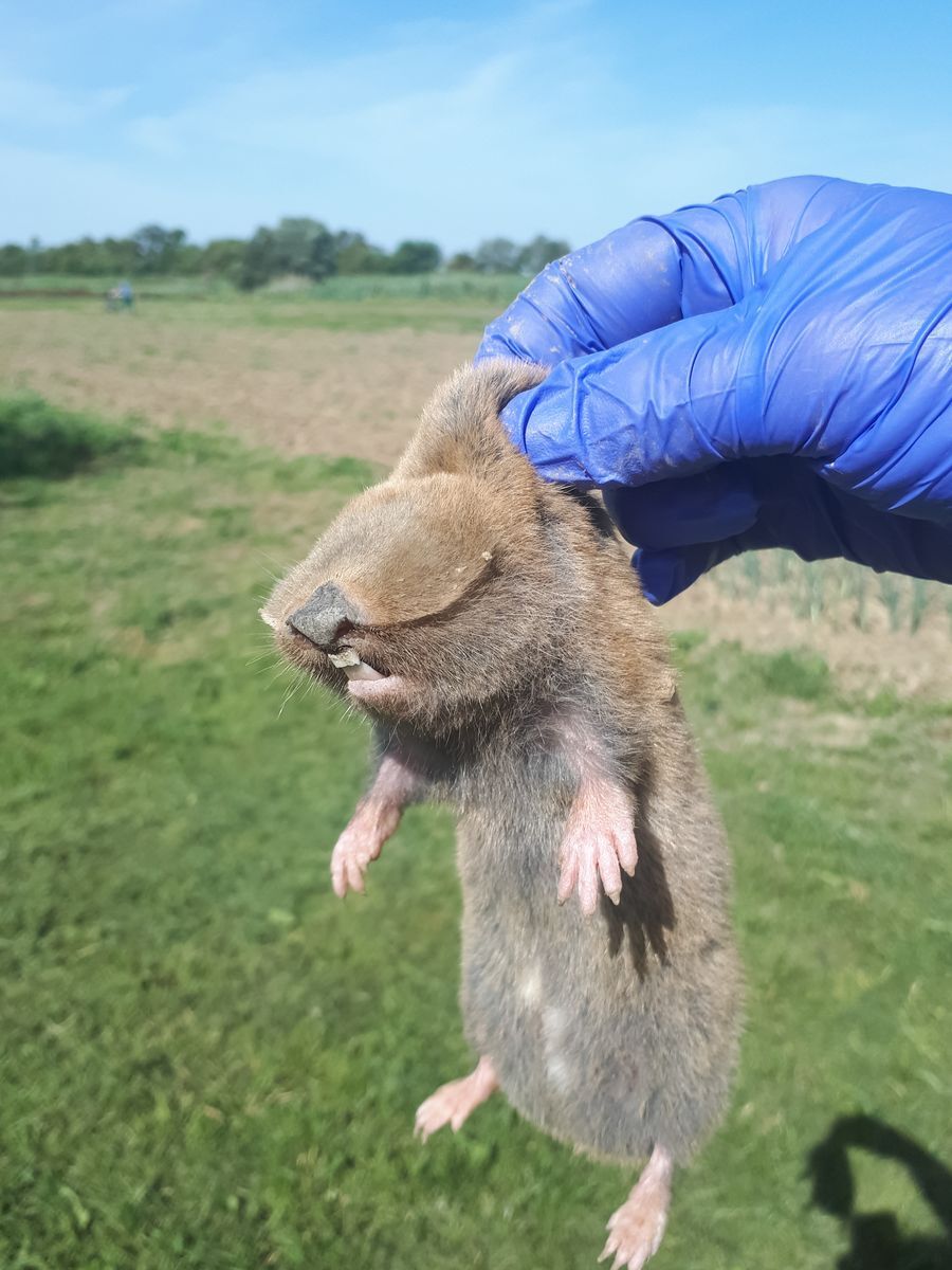 Everything you need to know about lesser blind mole-rats