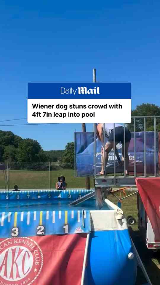 Wiener dog makes impressive leap into pool