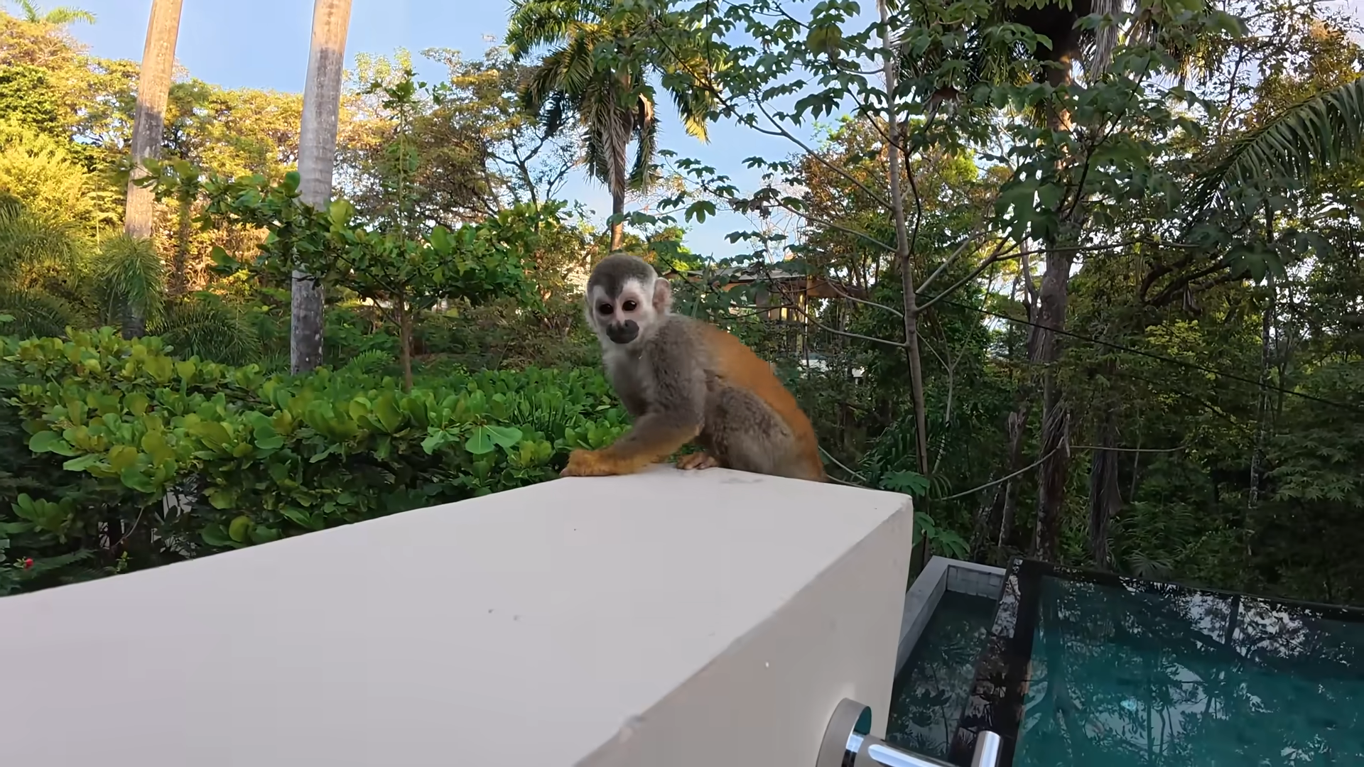 100 monkeys surrounded the house... seconds later, they were on the roof