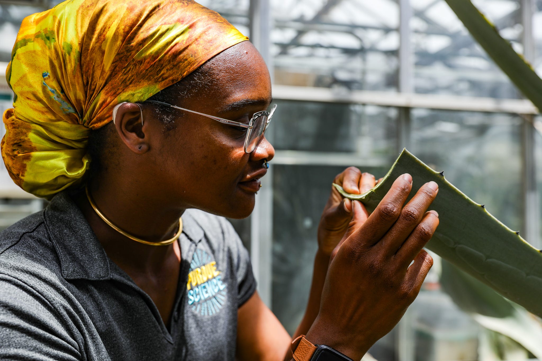 Purdue agave begins rare death bloom as it towers over greenhouse