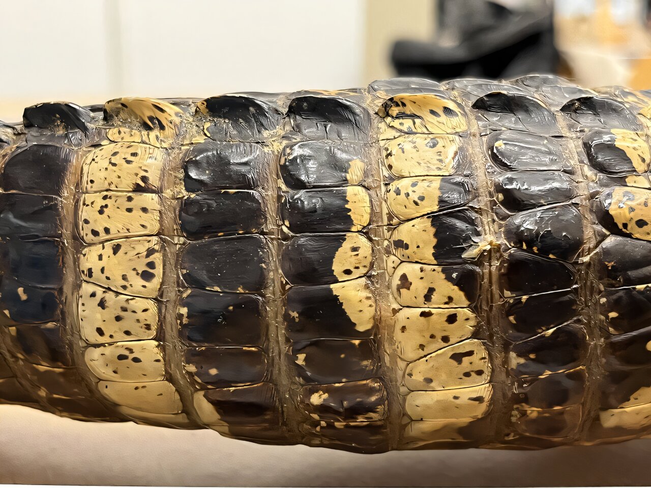 Skin and color pattern of 125-million-year-old crocodile revealed by ...