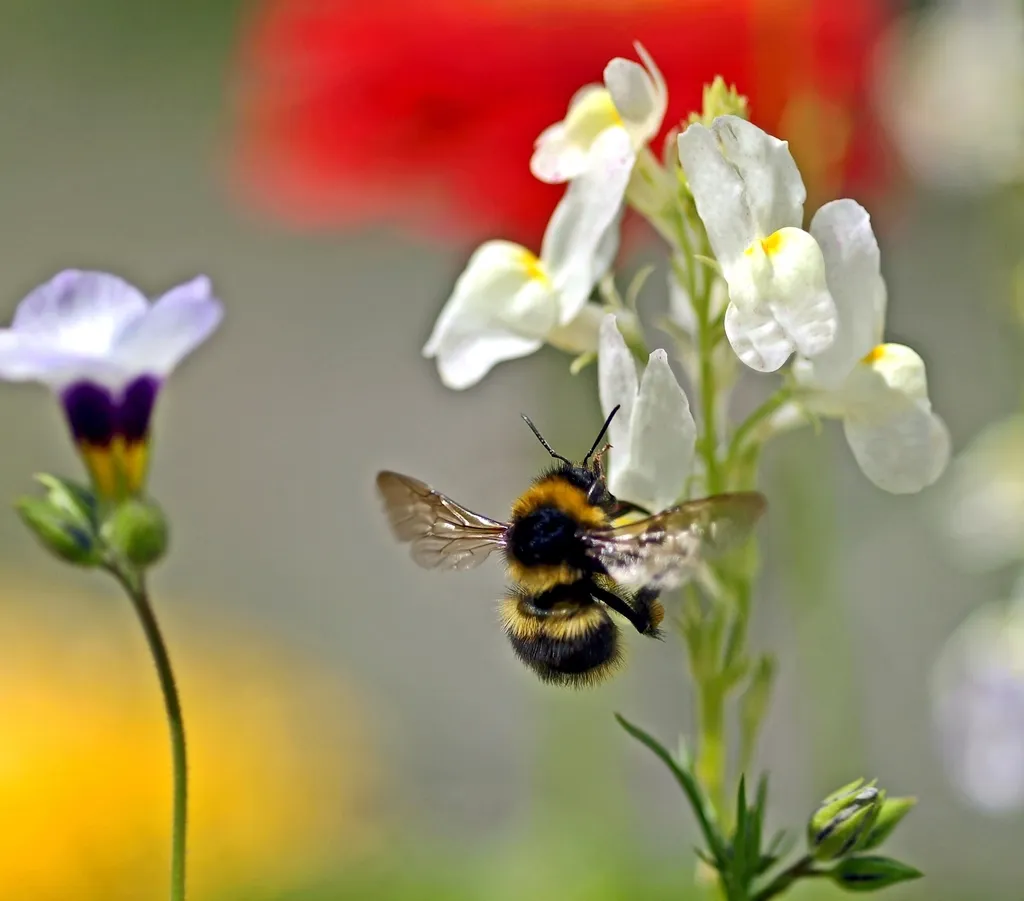 9 wildflowers to plant if you want to attract wild bumblebees