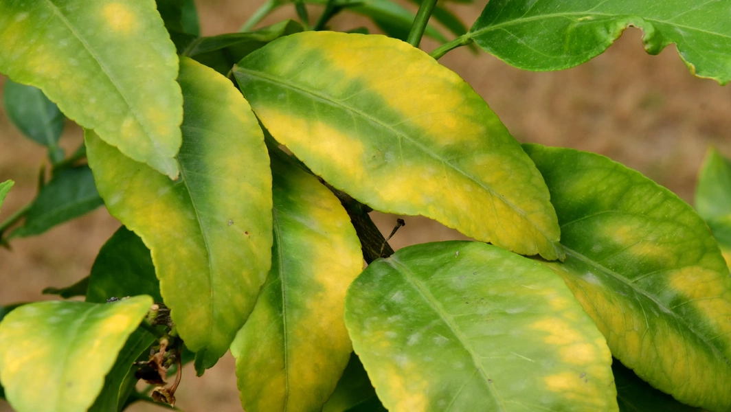 Causes of yellowing leaves in plants