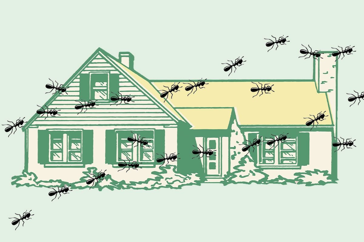 Don't make this common mistake with ants—or you could have a whole ant ...