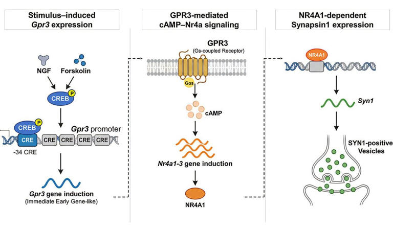 Early neuron development influenced by unexpected gene-like behavior ...