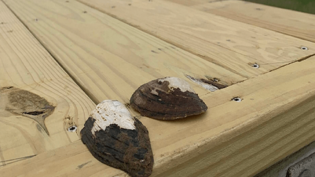 Potomac Riverkeeper aims for 50 million mussels with expanded propagation