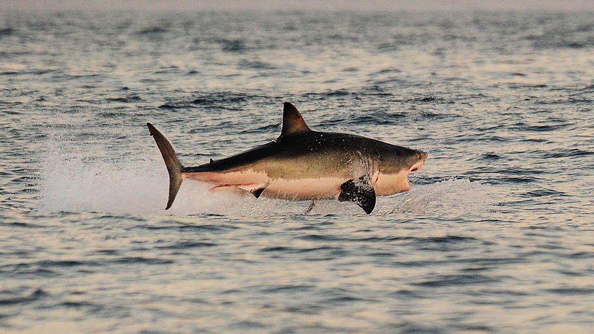 Double the sharks: El Niño warms Southern California into a great white ...